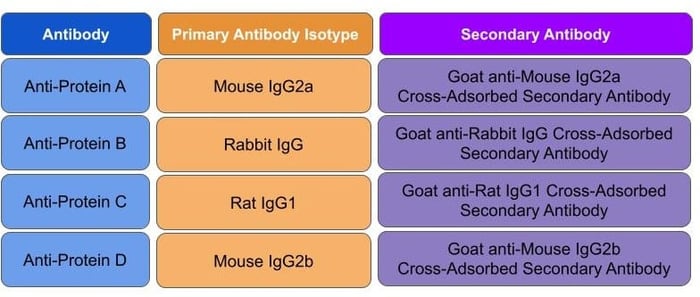 Antibodies 101: Choosing the Right Isotype